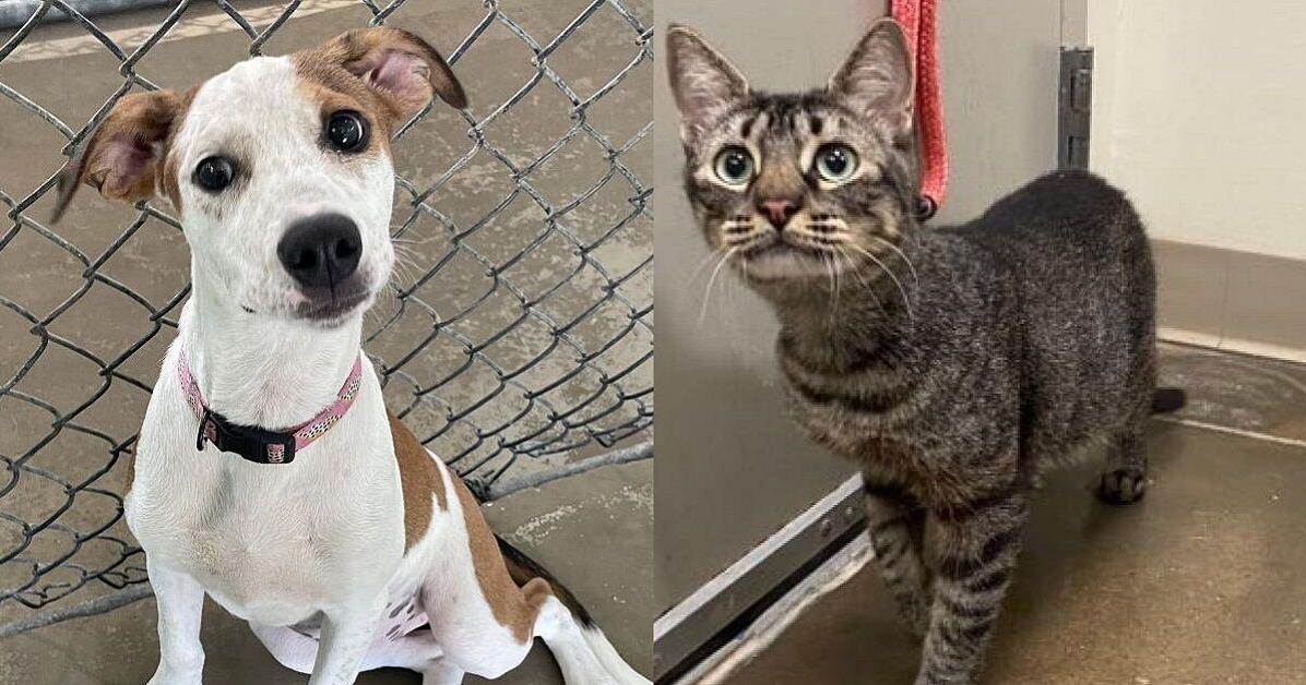 Pawsitively adorable: Meet 44 adoptable dogs and cats looking for love ...