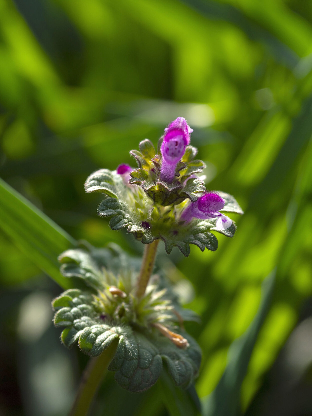 Help pollinators by leaving henbit, dandelions in your lawn