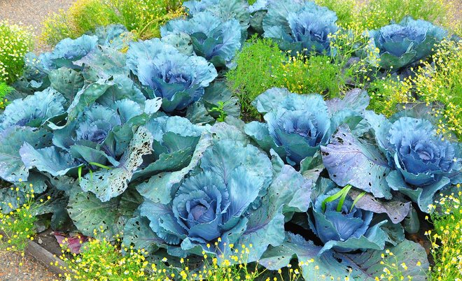 Master Gardener: Ecological method to get rid of pests