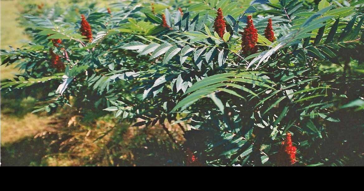 Nature Note: Two kinds of Sumac