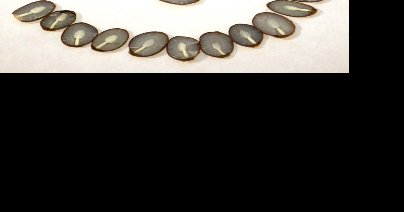 Winter Persimmon Seed Forecast Reflects Whats Already Come To Oklahoma