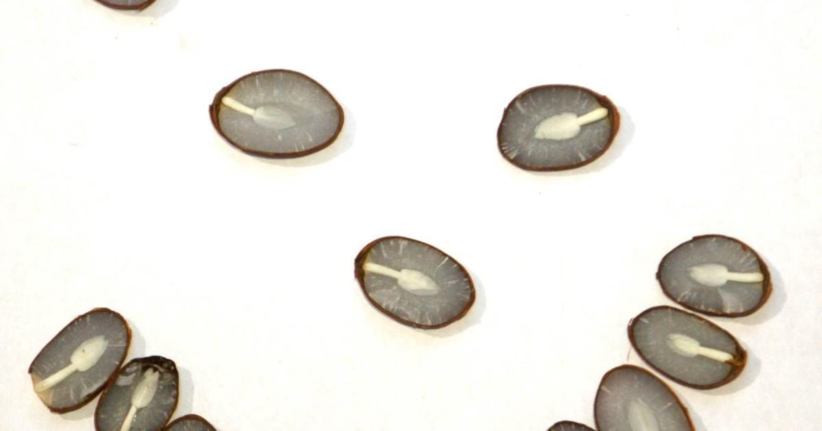 Winter Persimmon Seed Forecast Reflects Whats Already Come To Oklahoma