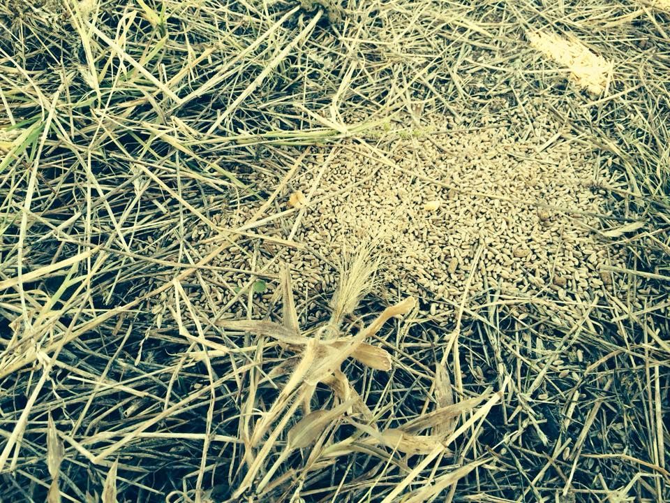 Oklahoma game wardens discover marijuana plant dove blind in Major County