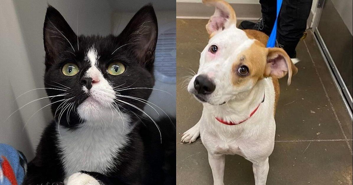Meet 39 adoptable dogs and cats looking for love in the Tulsa area