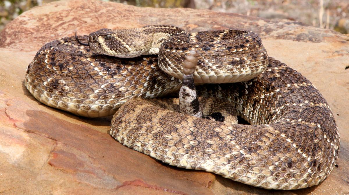 Strong and long, 6-foot rattlesnake earns the name 'Samson' from his ...