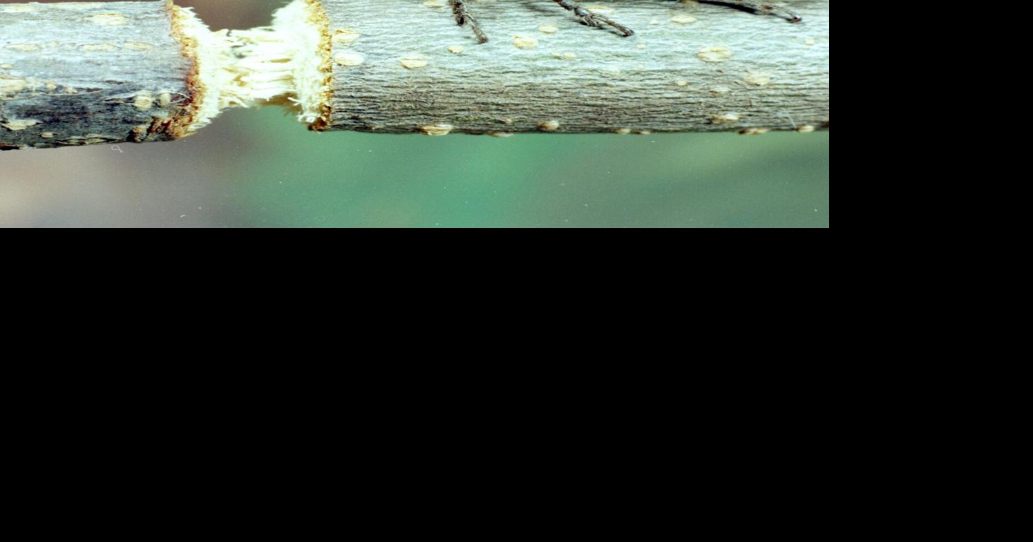 Master Gardener: There's an easy fix for twig girdlers eating your tree