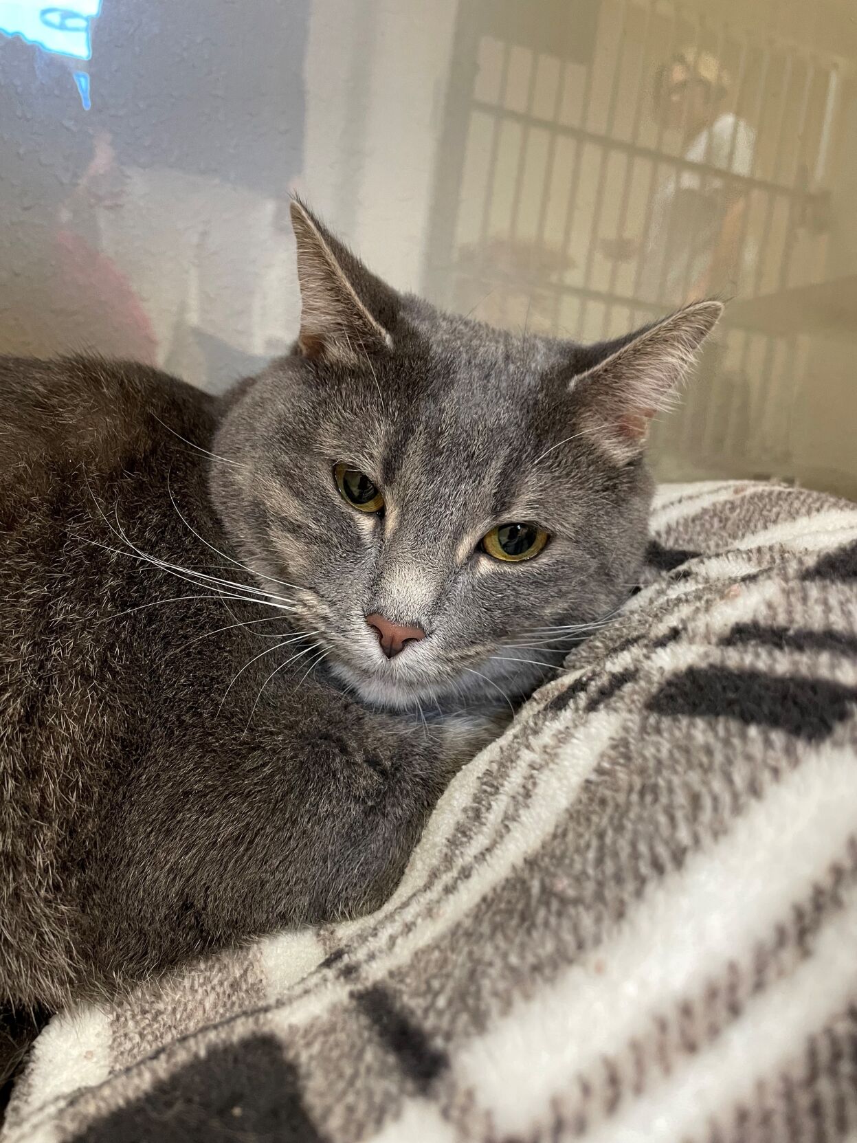 Tulsa Humane Society offers no-fee adoptions for Clear the Shelters event