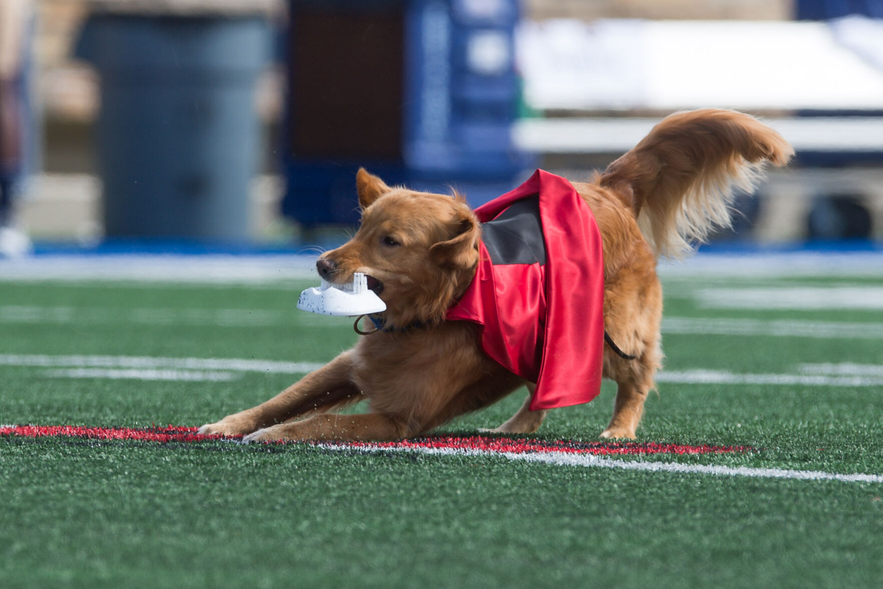 Meet TU's new mascot