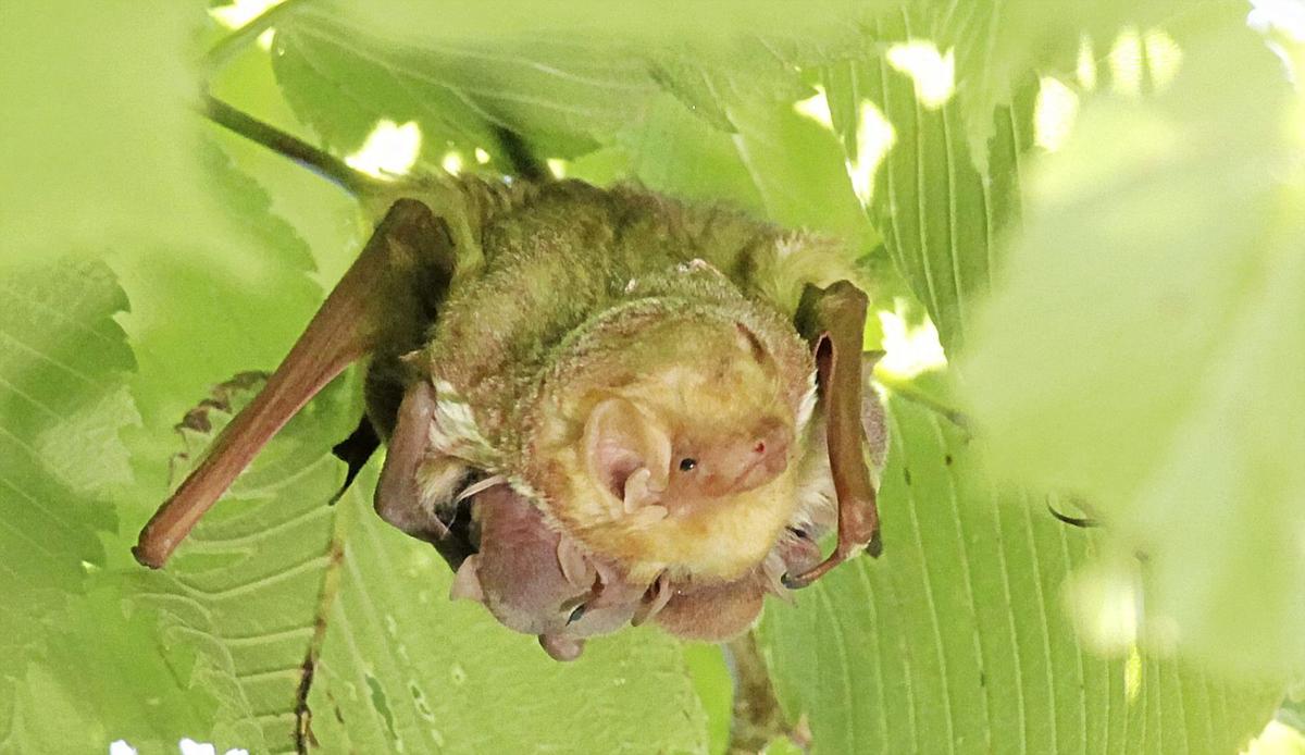 Kelly Bostian: Tiny eastern red bat is a hidden Oklahoma jewel ...