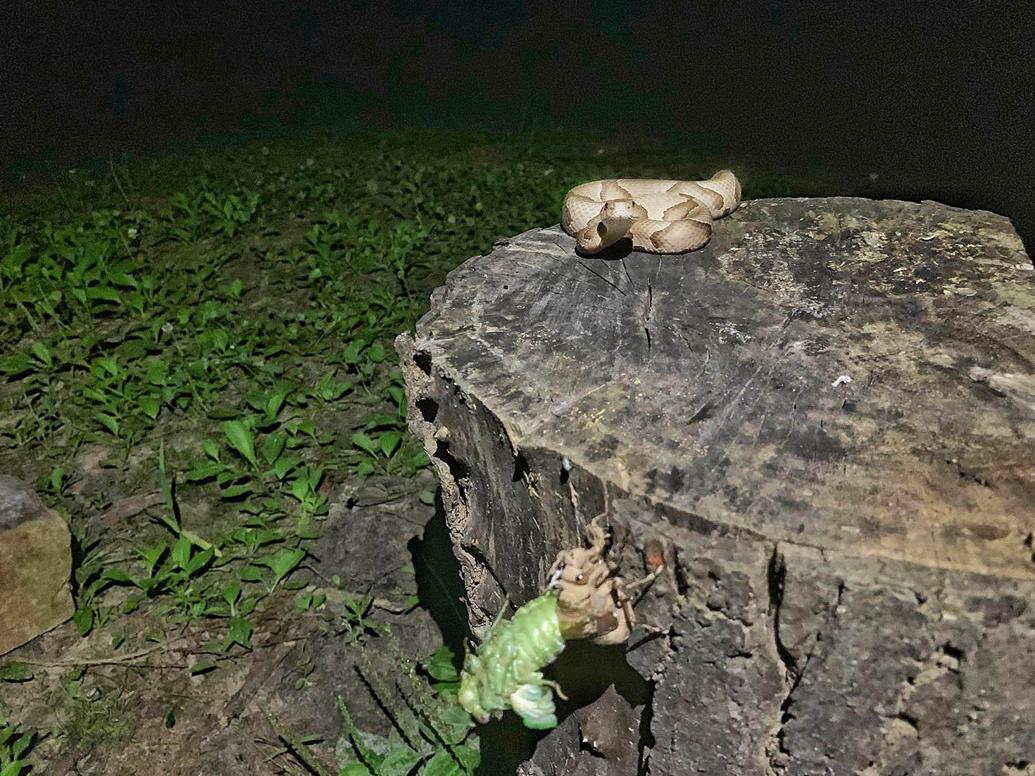 Gallery: Cicada emerges but falls prey to copperhead snake