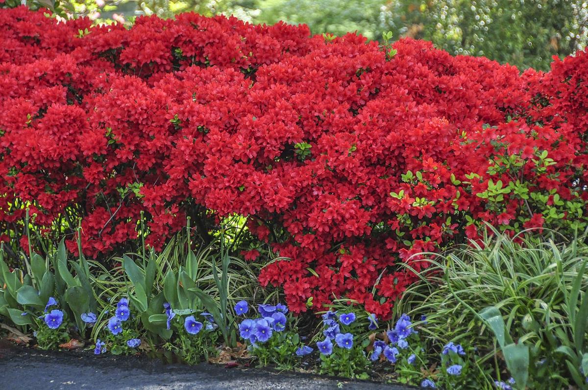 Master Gardener: Azaleas can be planted in fall or spring