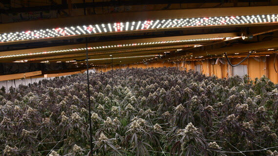 Multistate probe targets Oklahoma's black market marijuana