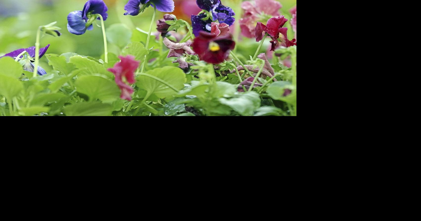Spring events are blooming in Tulsa