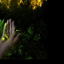 Catching up on fireflies