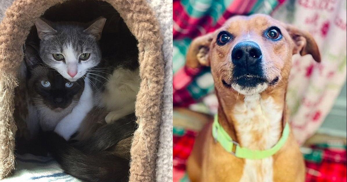 Pawsitively adorable: Meet 36 adoptable dogs and cats looking for love ...