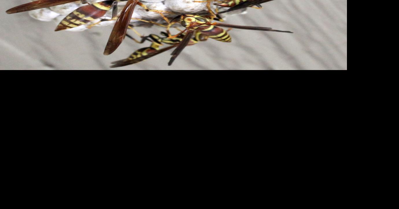 What are wasps' role in the ecosystem?