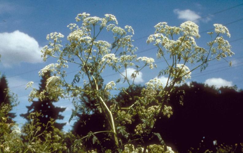 Master Gardener: How to identify, get rid of poison hemlock