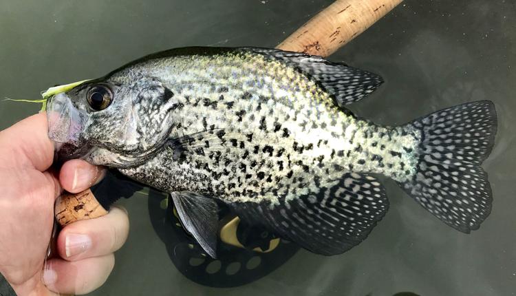 Gallery: 19 Oklahoma fish species caught on a fly rod. Can you ID them ...