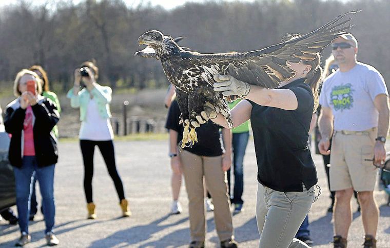Tulsa World Editorial: Bald eagle returns to freedom