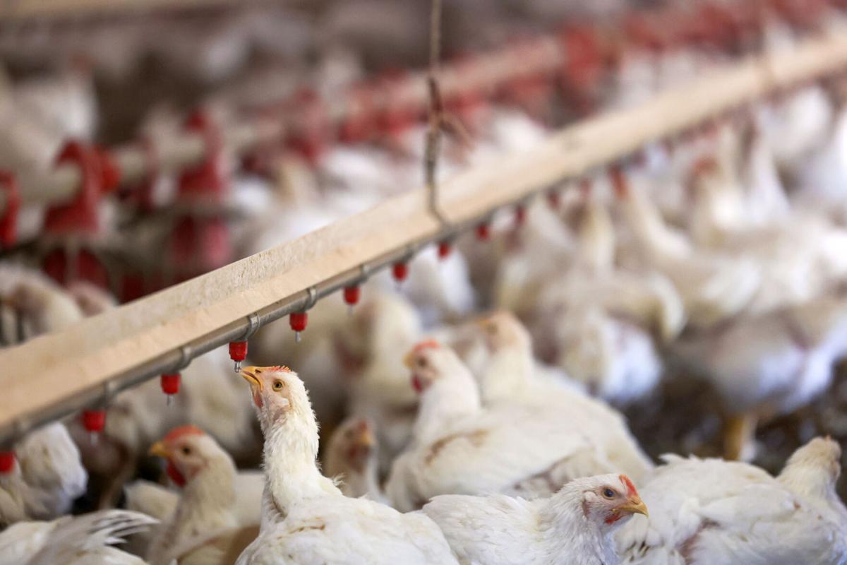 Order strips poultry management from Oklahomans: Opinion