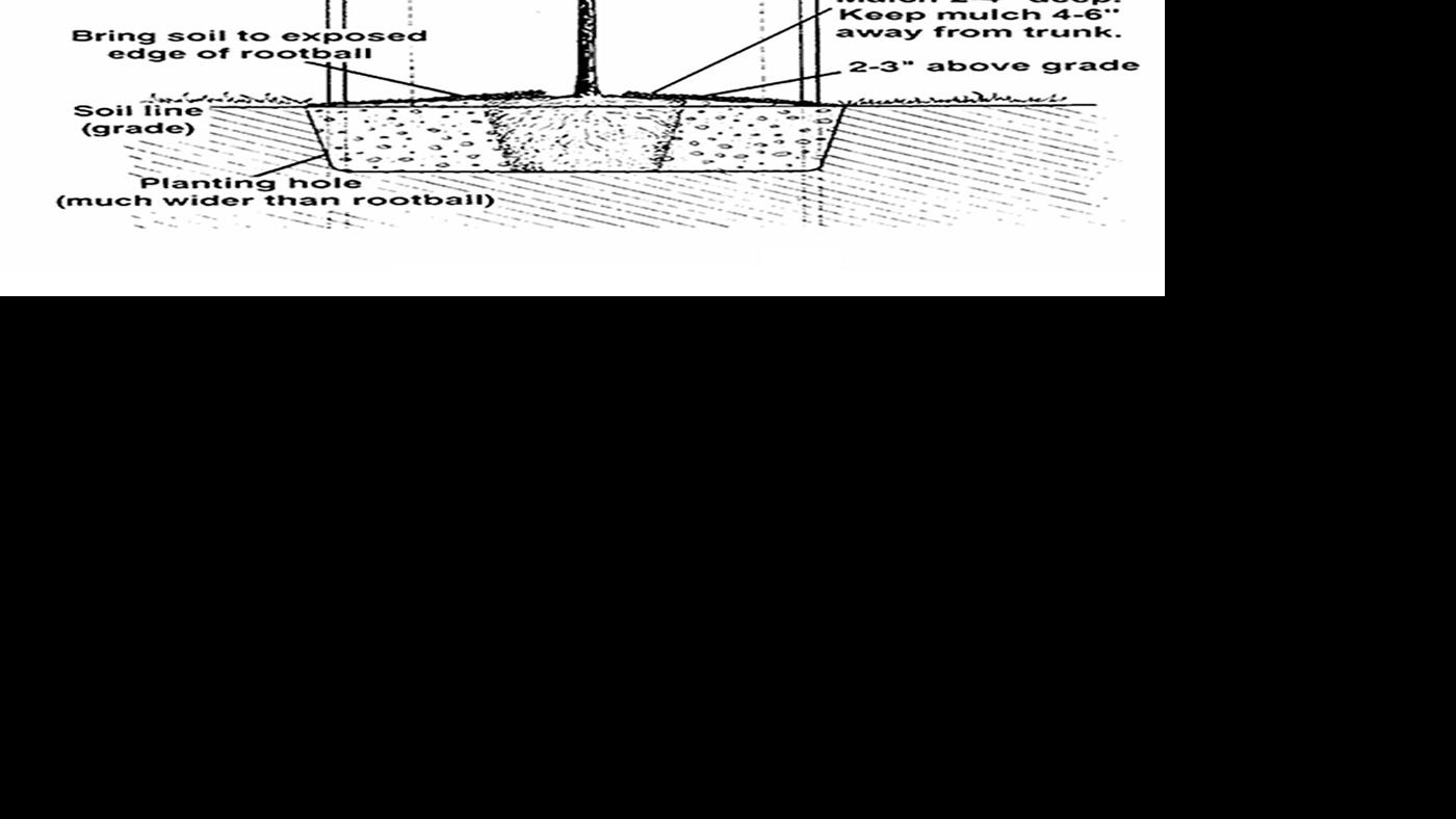 Master Gardener: Planting trees properly ensures successful growth ...