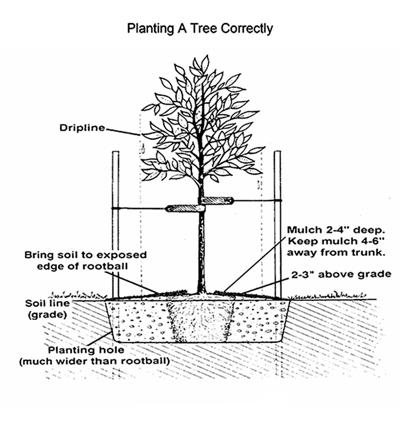 Master Gardener: Planting trees properly ensures successful growth