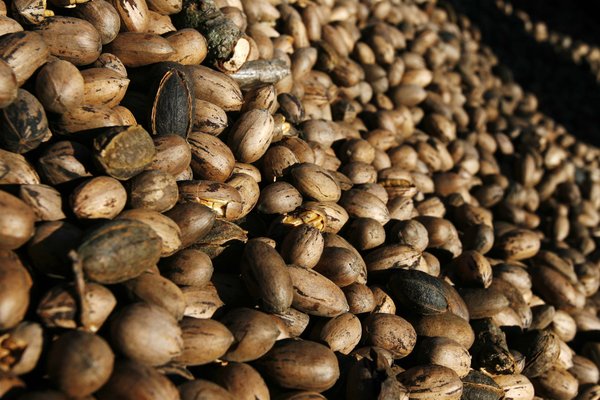 With pecan prices high, harvesters get cracking