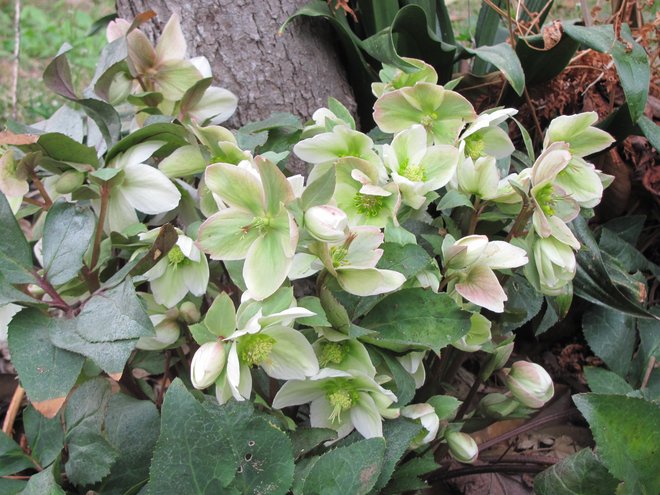 Russell Studebaker: Lenten roses are easy to grow