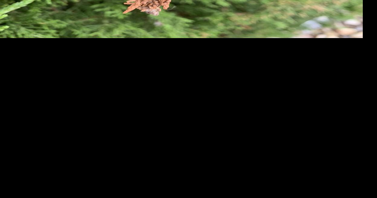 IMG_8573.jpeg