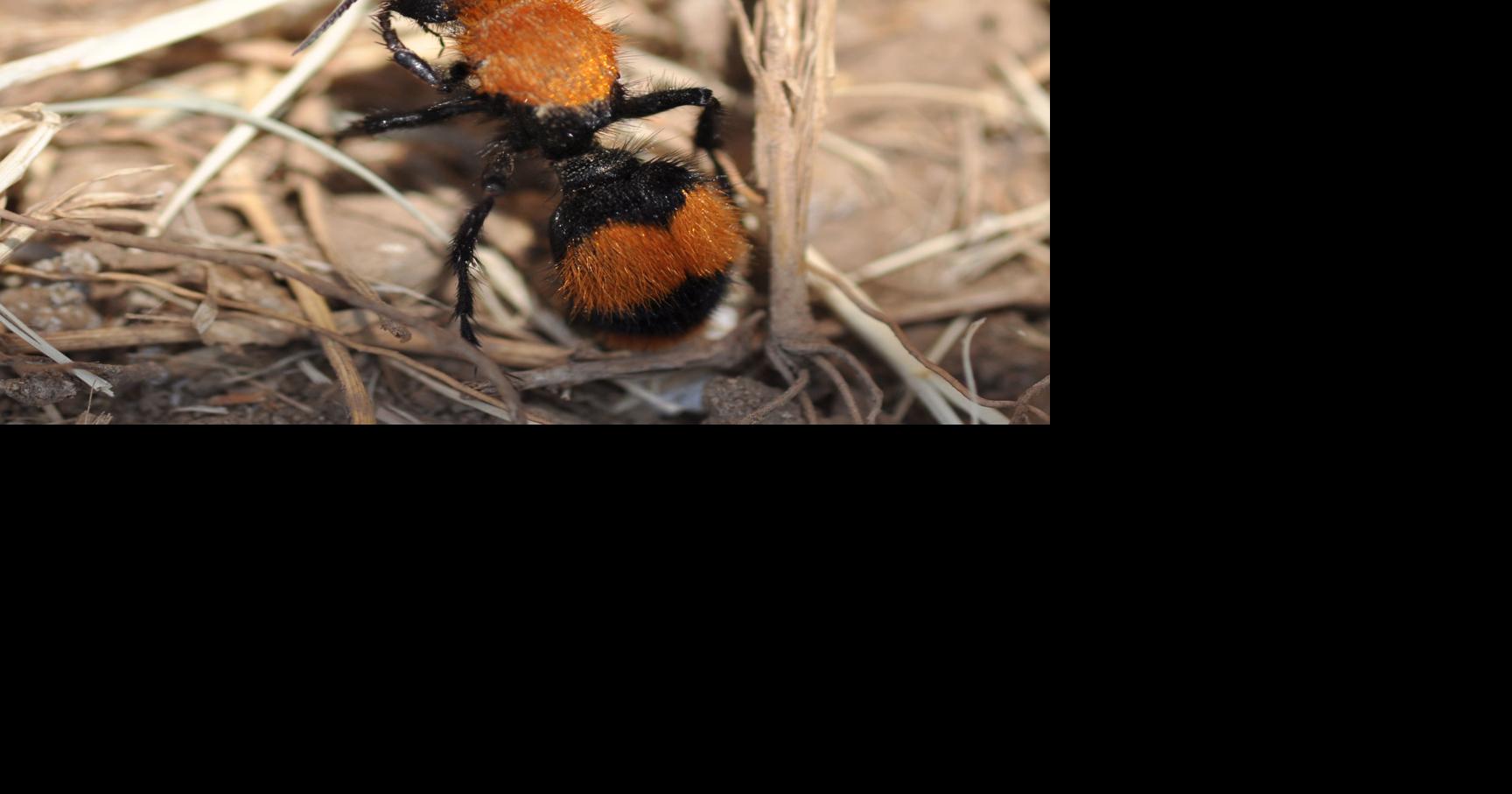 Velvet ants pack painful sting