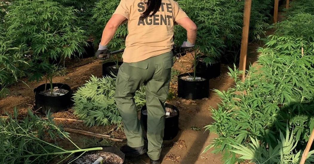 Oklahoma task force busts three illegal marijuana operations