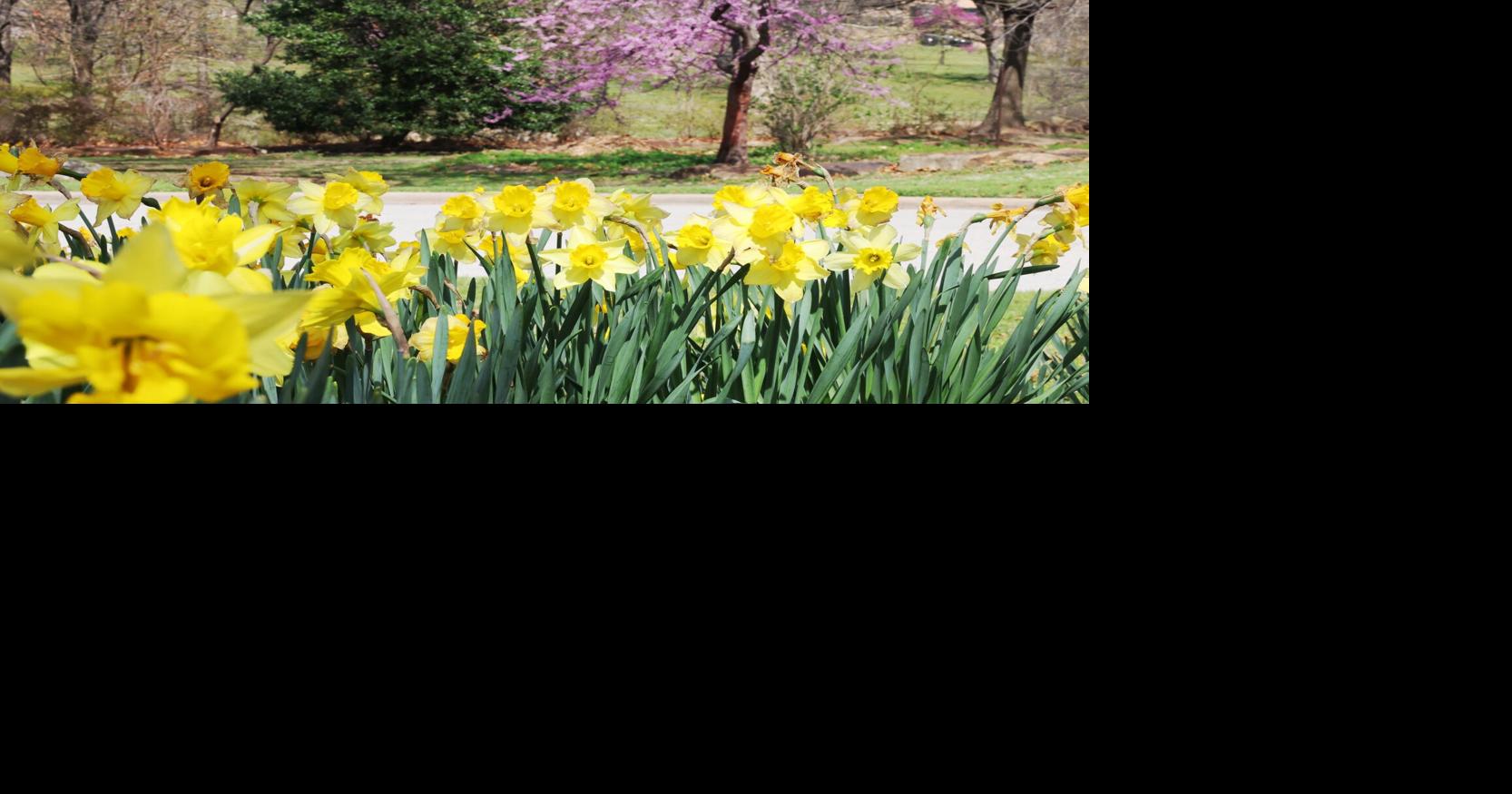 Signs of spring arrive early this year in parts of Oklahoma