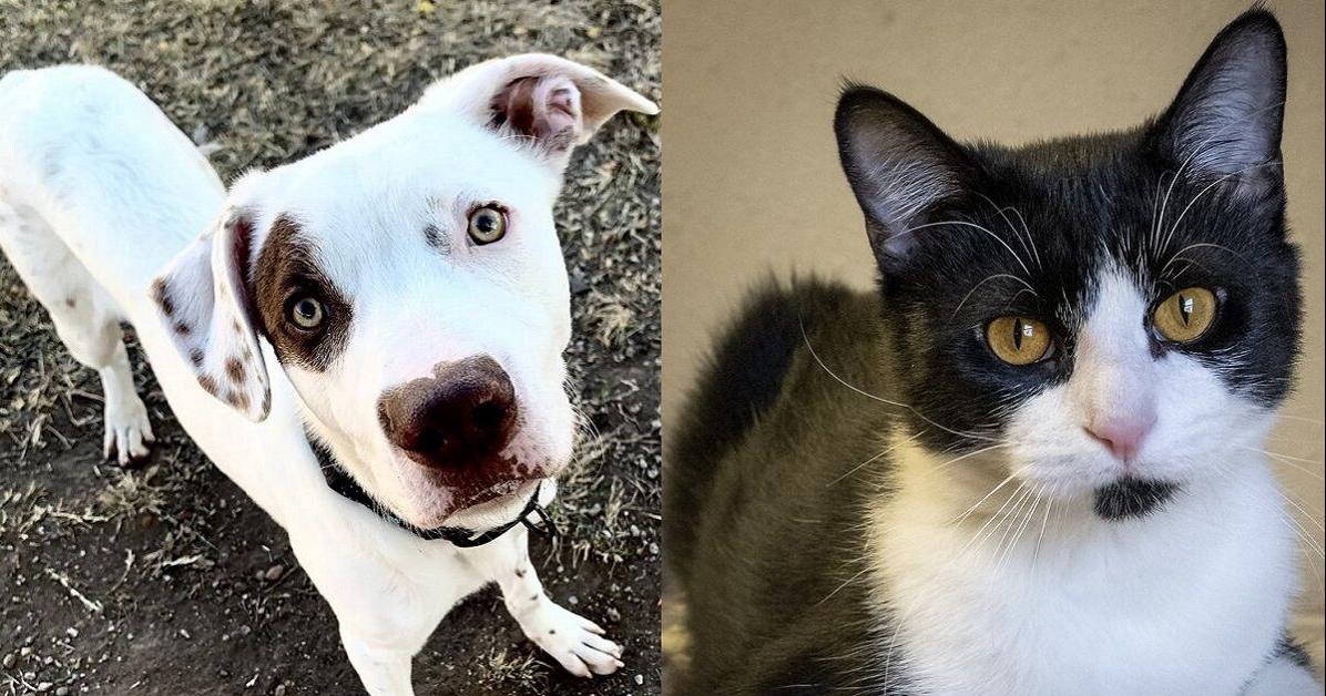 Pawsitively adorable: Meet 38 adoptable dogs and cats looking for love ...