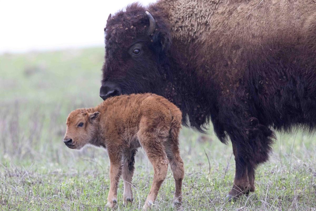 Tallgrass Prairie Preserve welcomes first bison calf of the year | News ...
