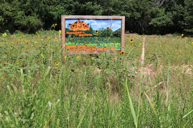 Butterfly savanna beginning to take wing at Keystone Ancient Forest