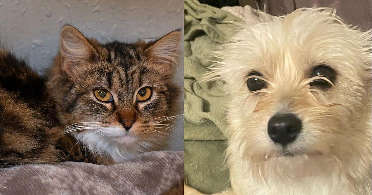 Pawsitively adorable: Meet 34 adoptable dogs and cats looking for love ...