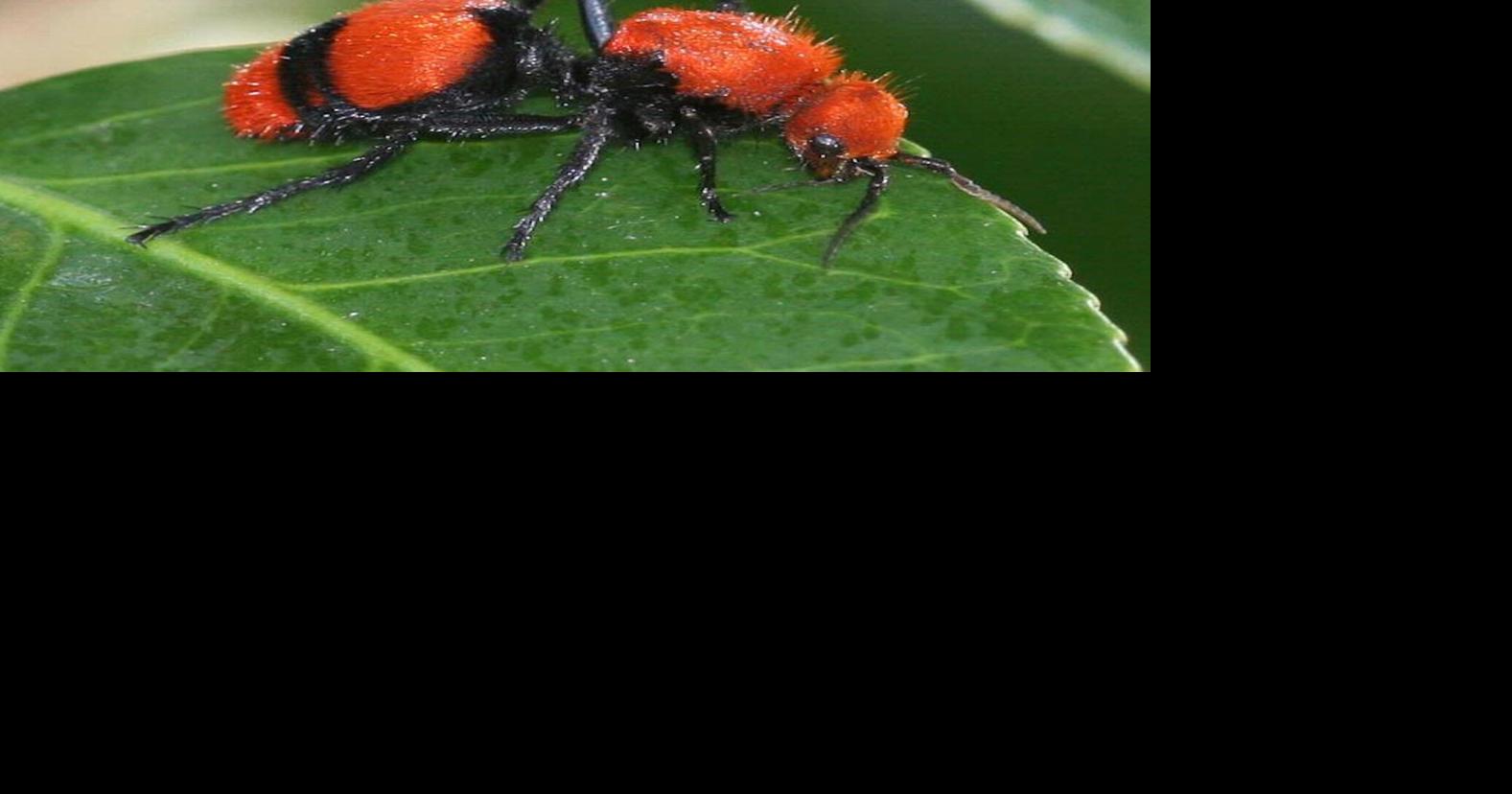 Red velvet ants are wasps with a painful sting