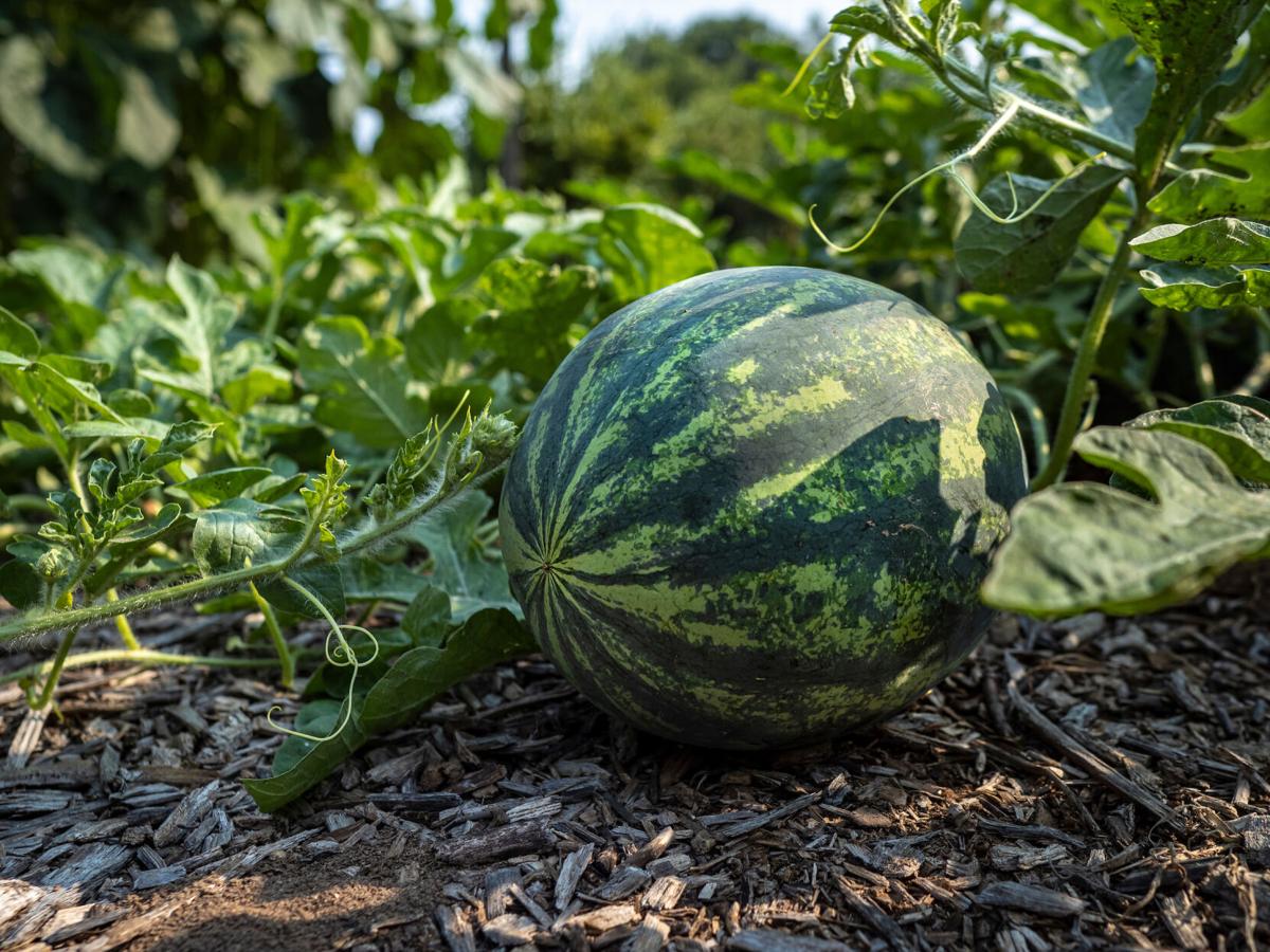 How do seedless watermelons grow? Master Gardener has answer