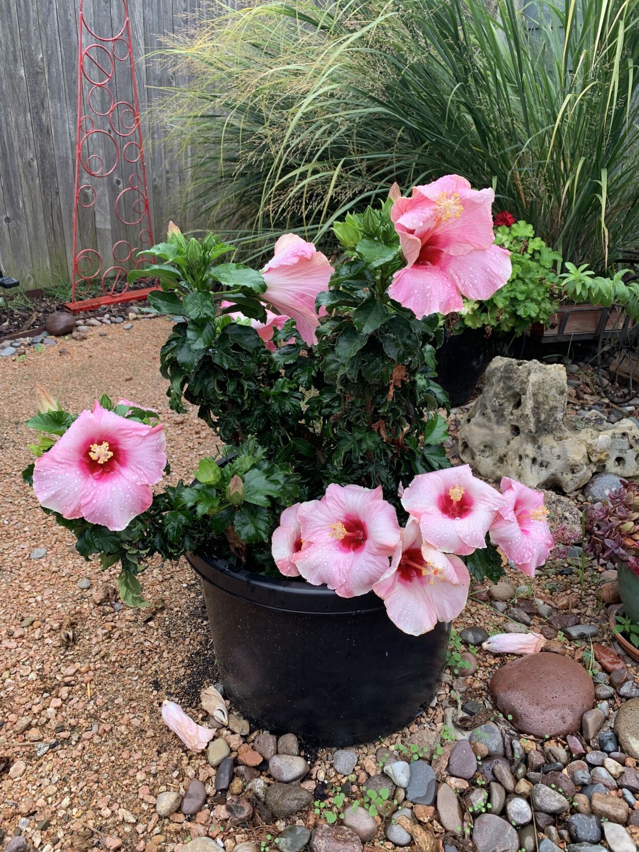 When warm weather ends, bring tropical plants inside