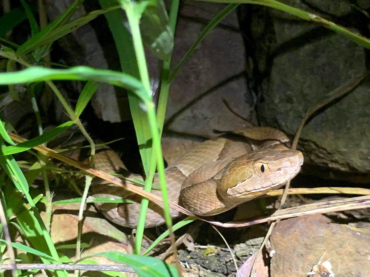 Gallery: Cicada emerges but falls prey to copperhead snake