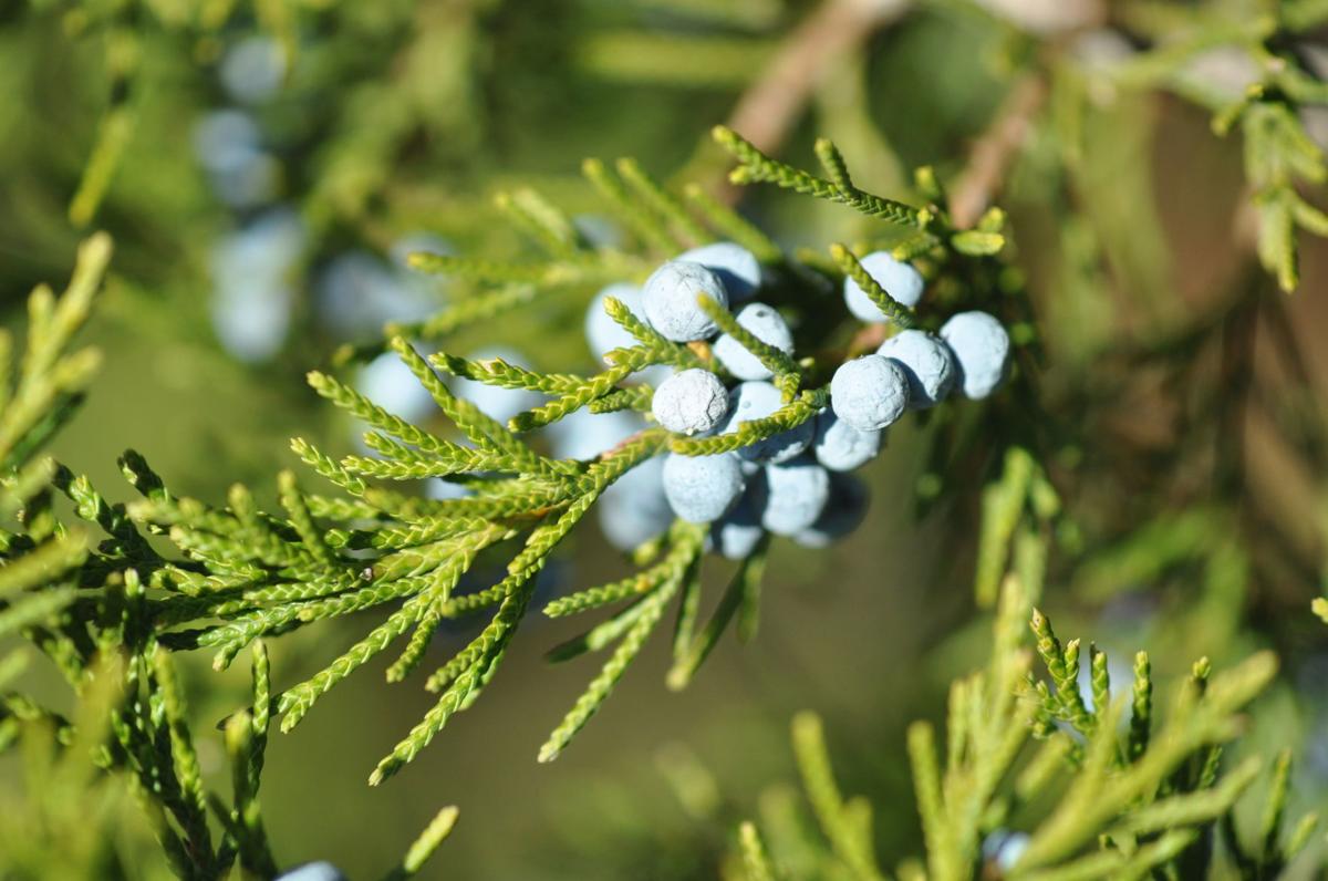 Eastern Red Cedar causes allergies | News | tulsaworld.com