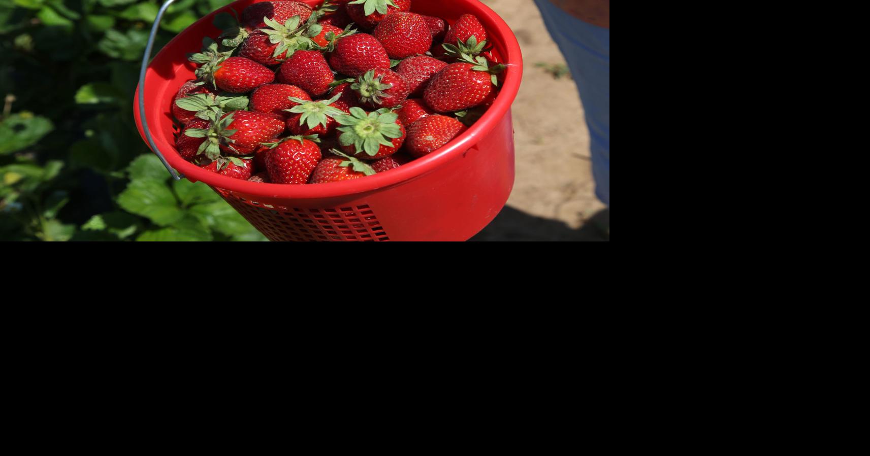 Joe's Farm offers full-time strawberry picking; farmers expecting ...
