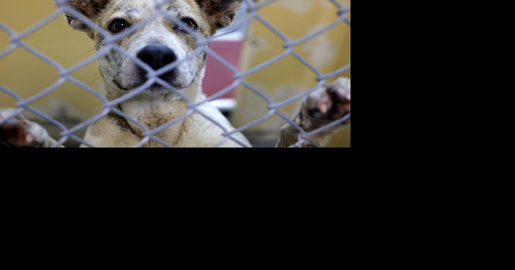 Letter: Save a pet by adopting from shelters