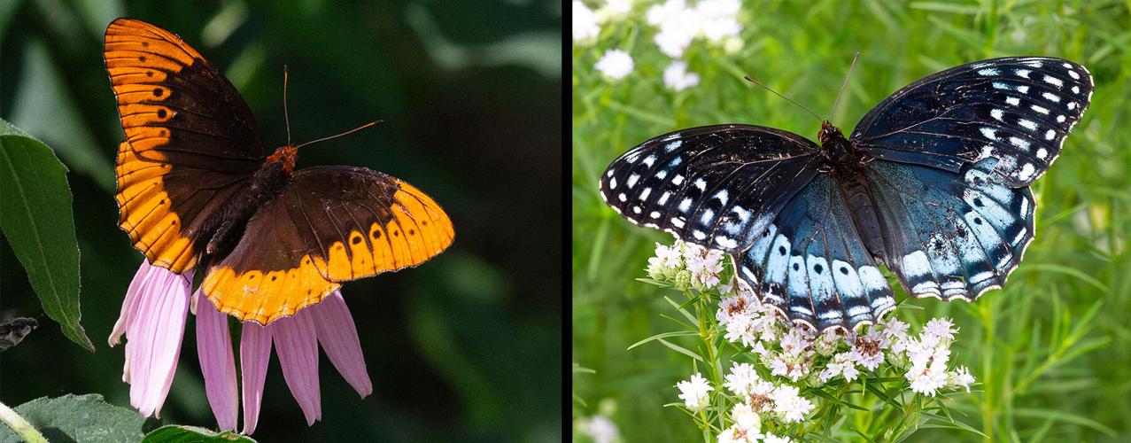 Flashy Diana butterflies booming across Oklahoma