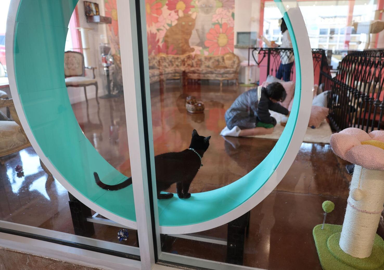 First cat cafe, Don't Stress Meowt, opens in Tulsa