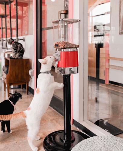 Cat cafe coming to Tulsa after immediate success in OKC