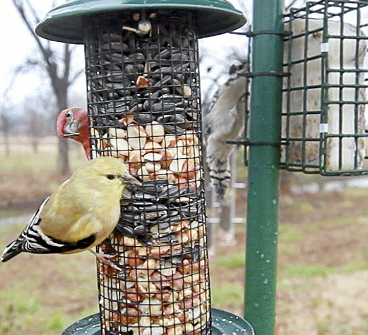 State, national counts focus on backyard birds