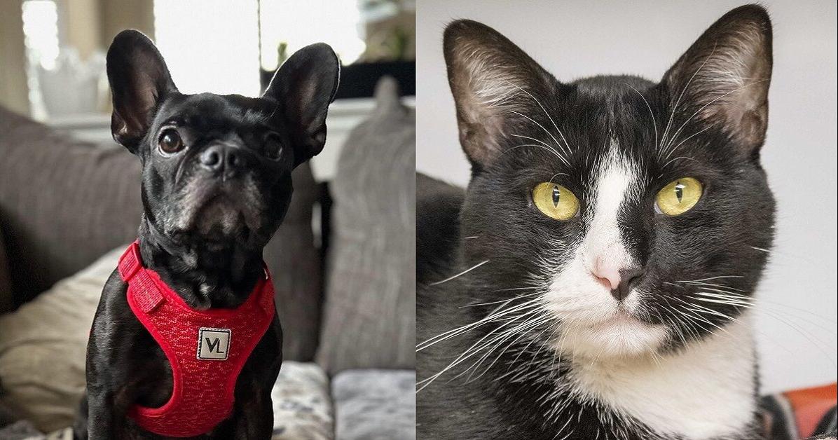 Pawsitively adorable: Meet 48 adoptable dogs and cats looking for love ...