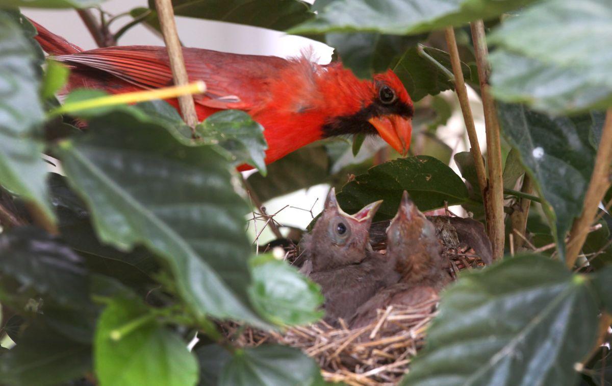 Photo Gallery: Northern cardinal chicks leave the nest
