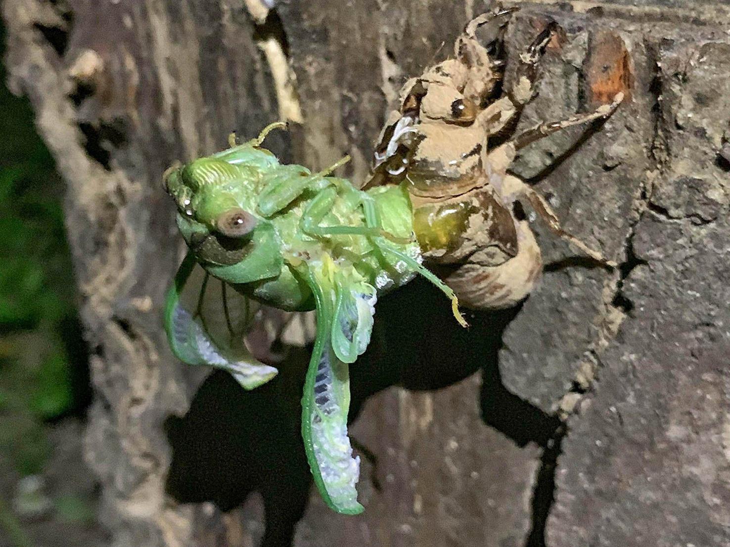 Gallery: Cicada emerges but falls prey to copperhead snake